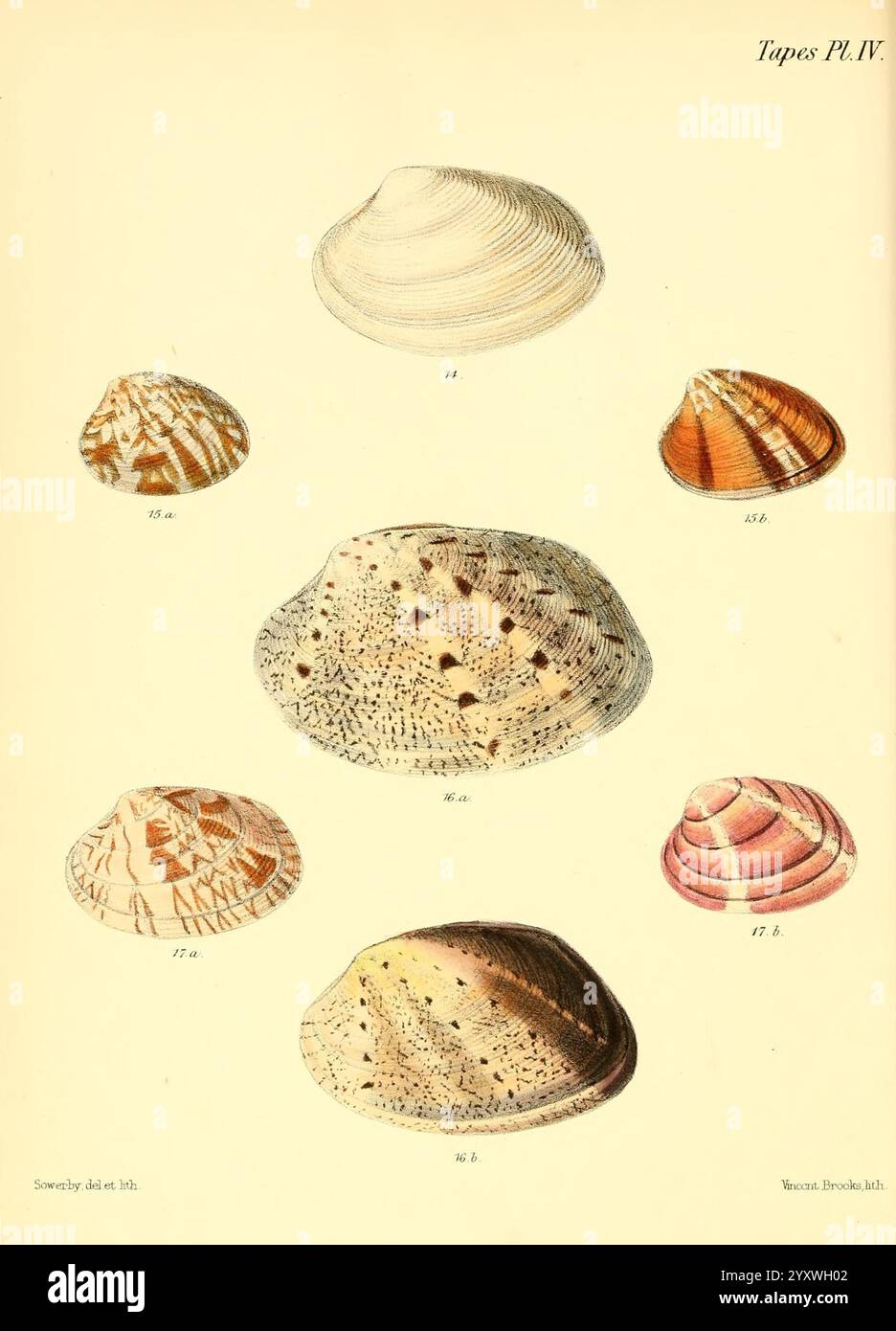 Conchologia iconica, or Illustrations of the shells of molluscous ...