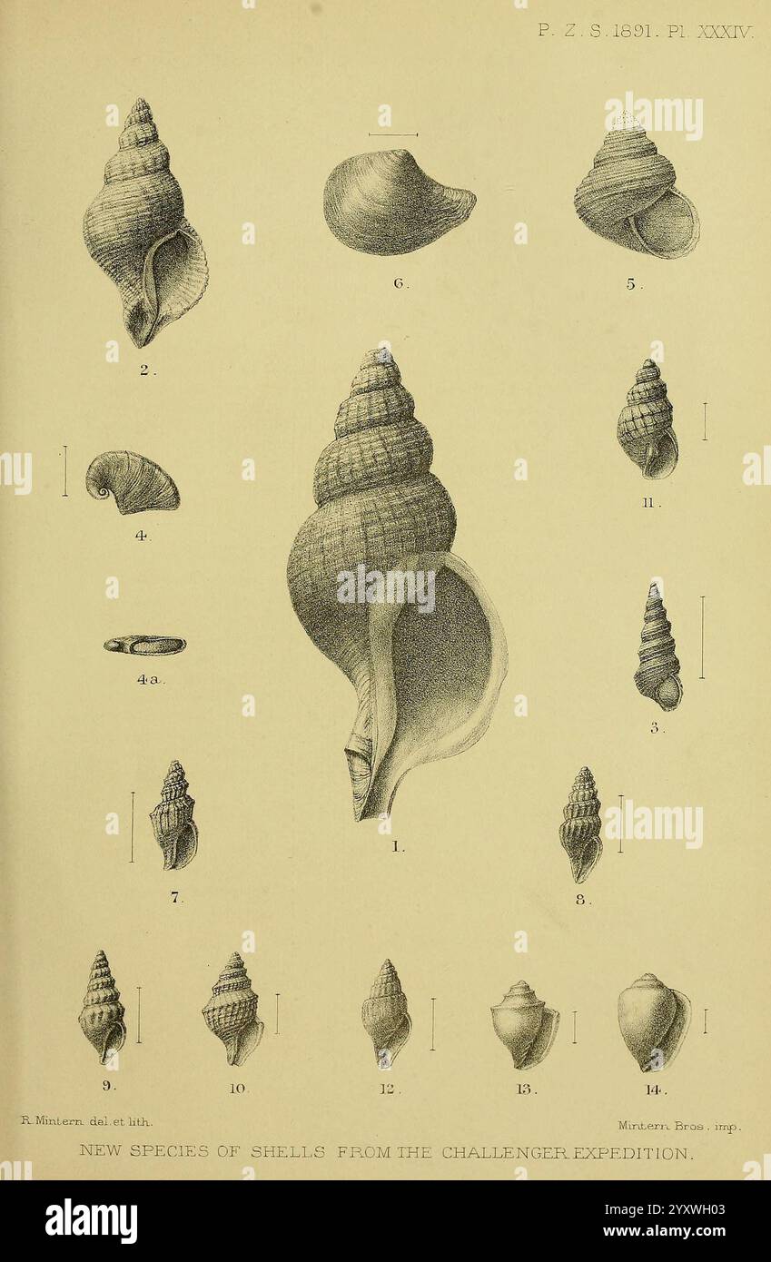 Proceedings of the Zoological Society of London, London, Academic Press ...