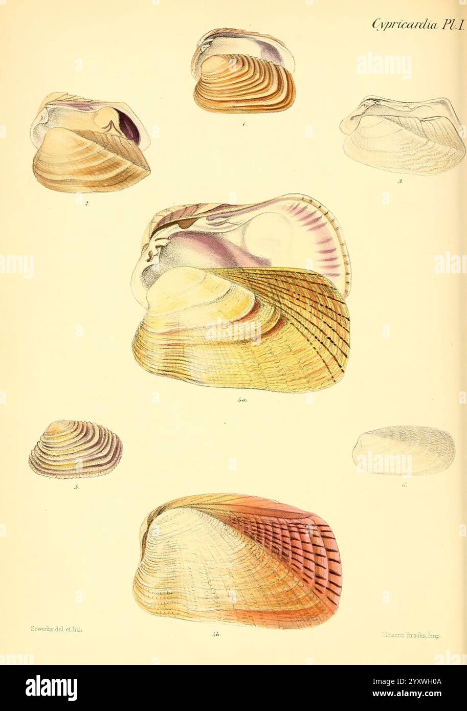 Conchologia iconica, Illustrations of the shells of molluscous animals ...
