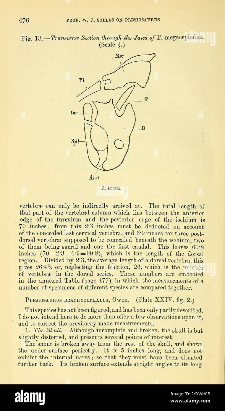 Understanding vertebral morphology hi-res stock photography and images ...