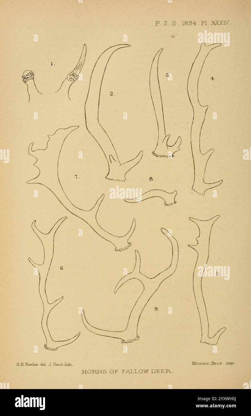 Various horn structures hi-res stock photography and images - Alamy