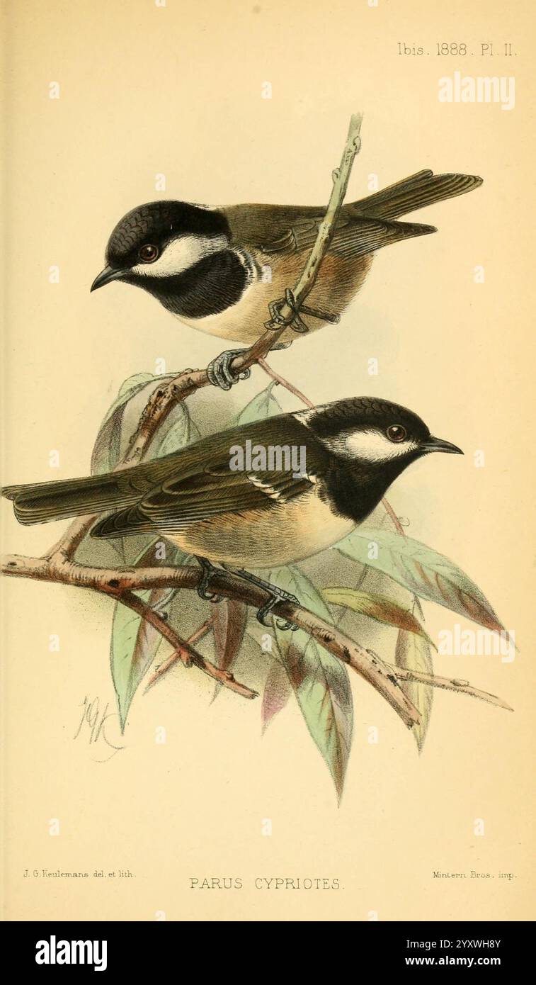 Illustration features two distinct birds hi-res stock photography and ...