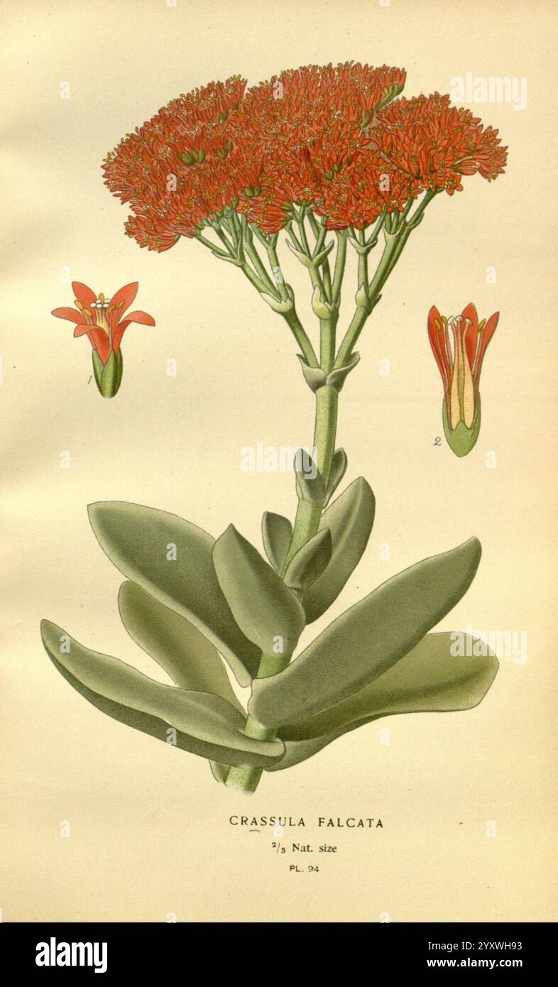 Propeller shaped flowers hi-res stock photography and images - Alamy