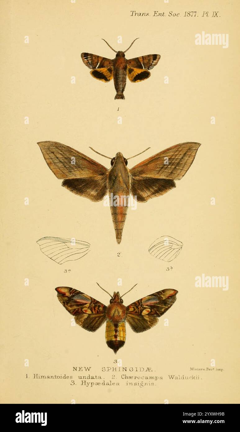 Transactions of the Entomological Society of London, London, The ...