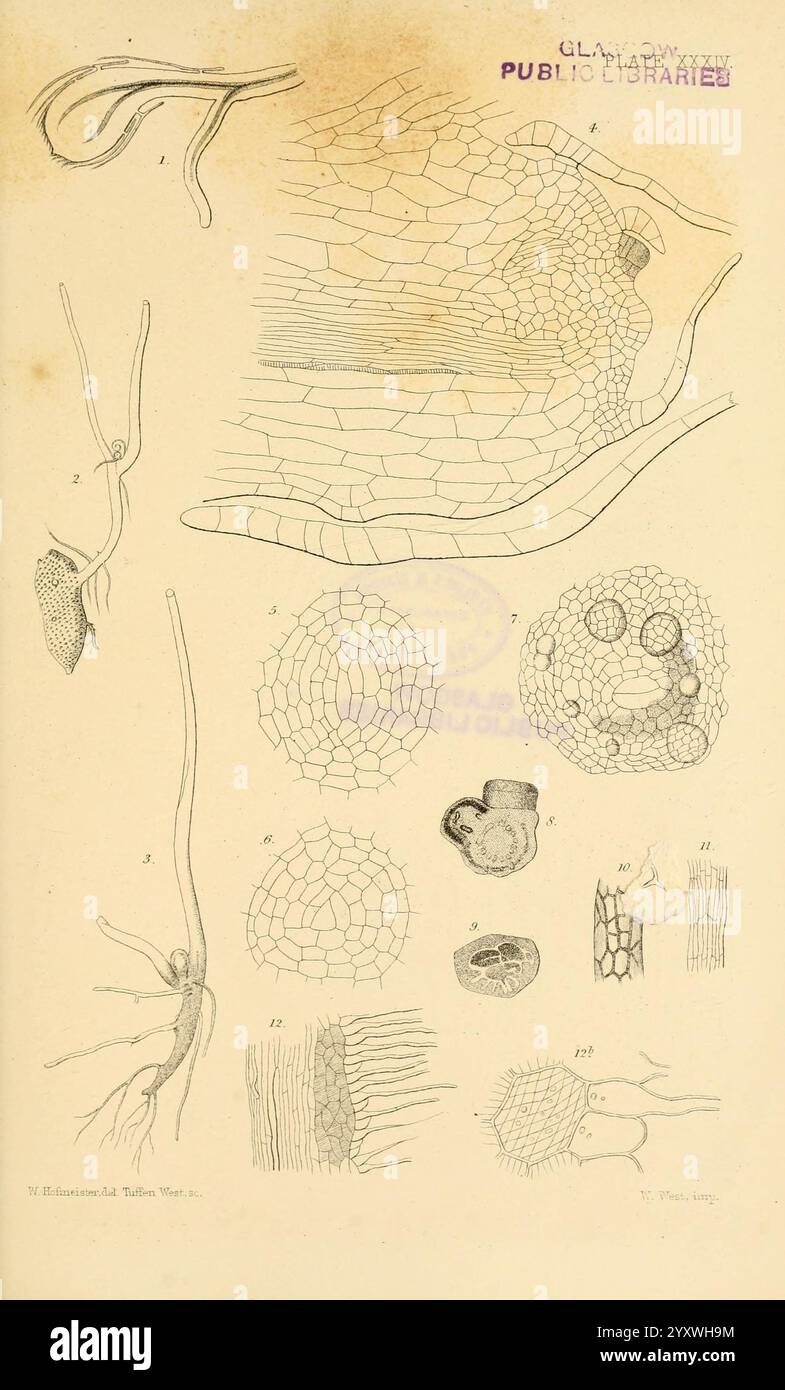 Represent connective tissue hi-res stock photography and images - Alamy