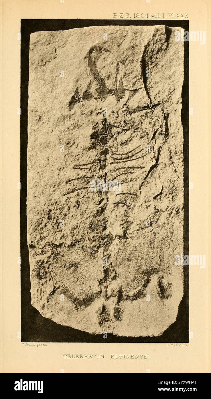 Understanding paleontological history hi-res stock photography and ...