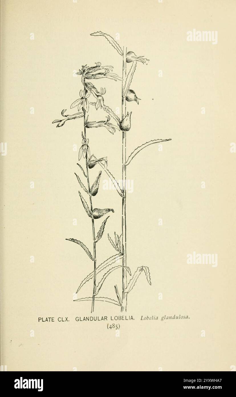 Classification within botanical science hi-res stock photography and ...