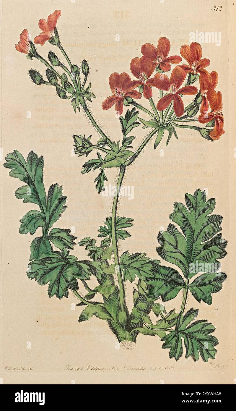 Geraniaceae, London, Printed for James Ridgway, Piccadilly, 1820-1830 ...