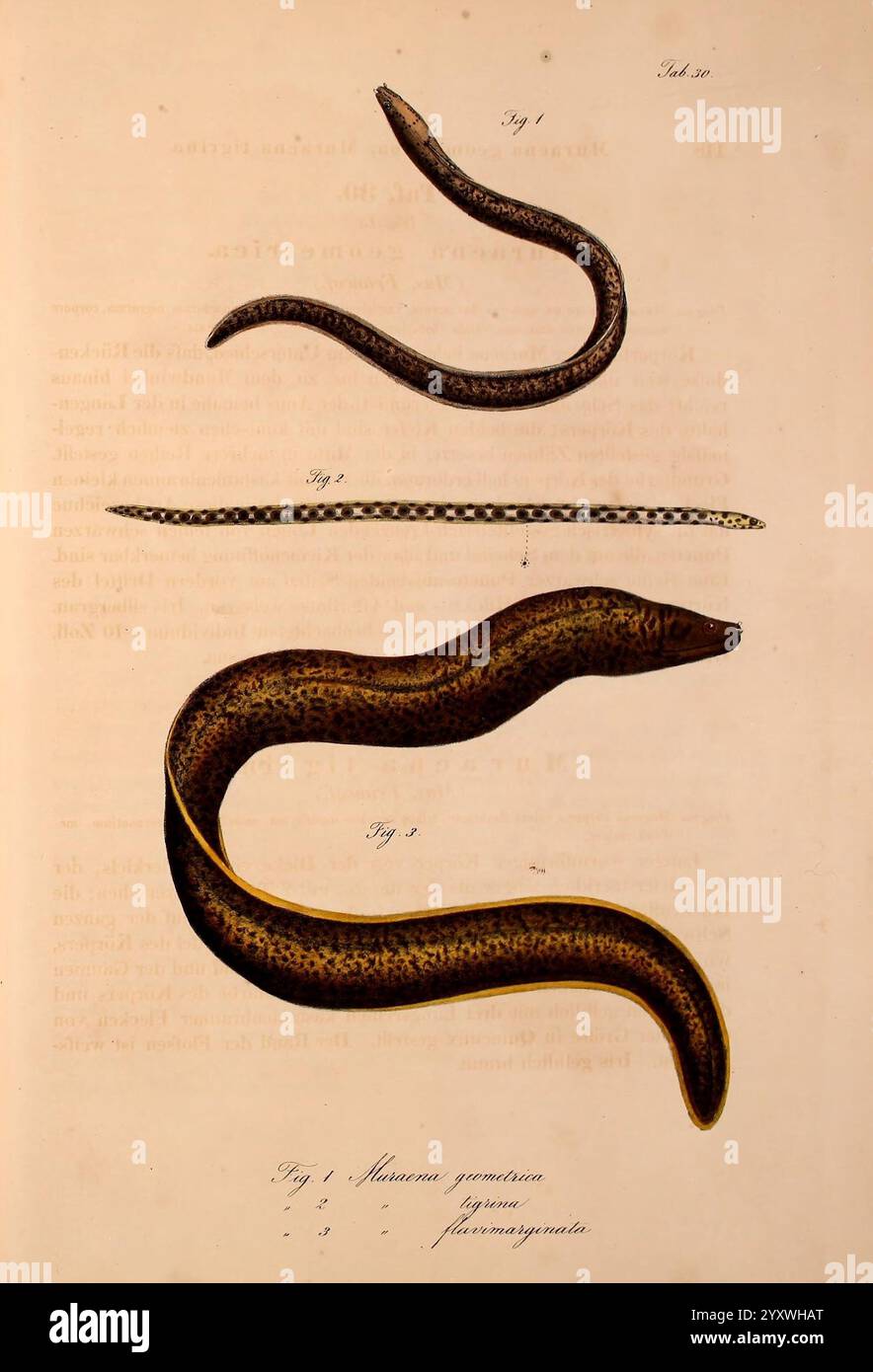 Atlas zu der Reise im nördlichen Afrika, Frankfurt am Main, Gedruckt ...