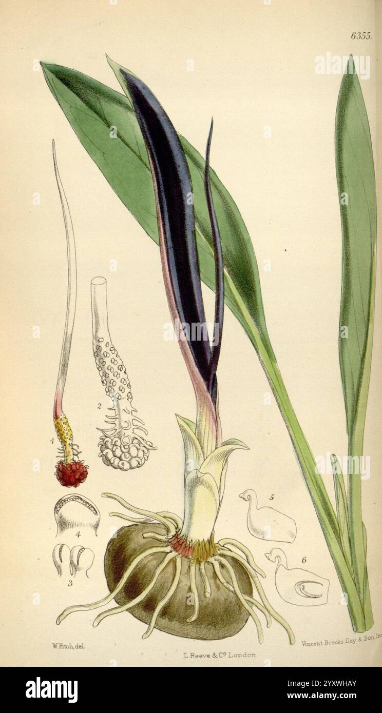 Curtis's Botanical Magazine, London, New York, botanical illustration ...