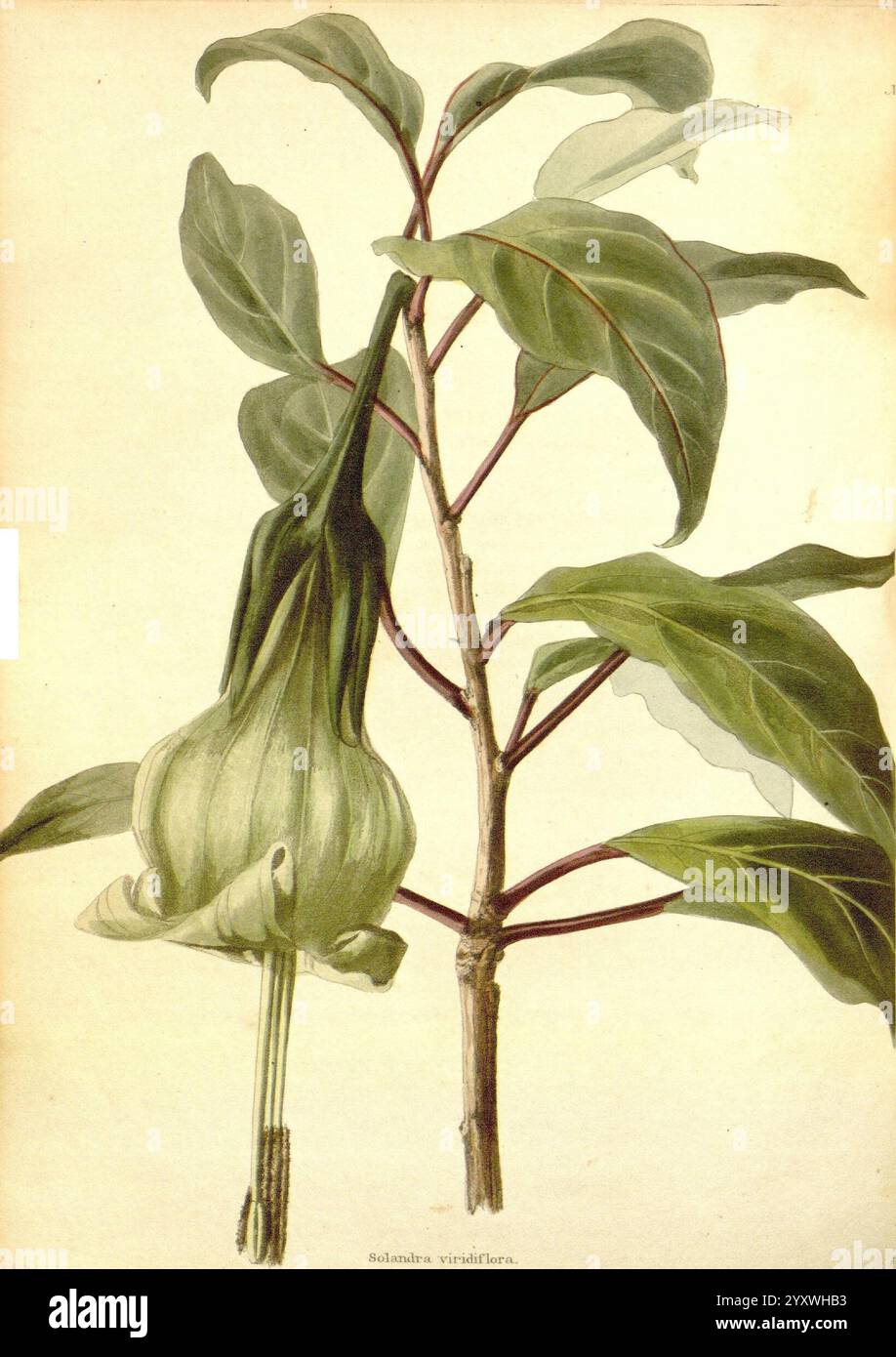 Drooping posture hi-res stock photography and images - Alamy