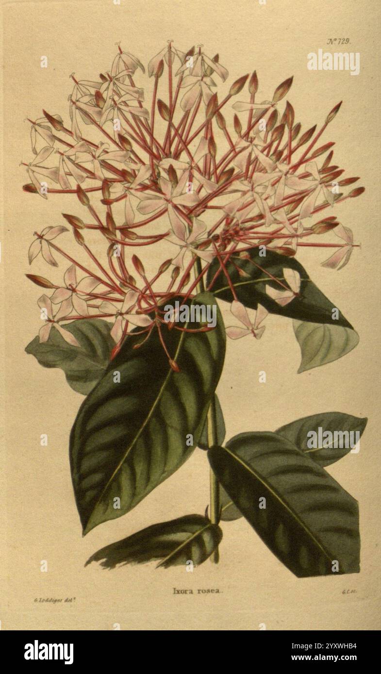 The Botanical Cabinet London John & Arthur Arch 1817-1833.jpg, A ...