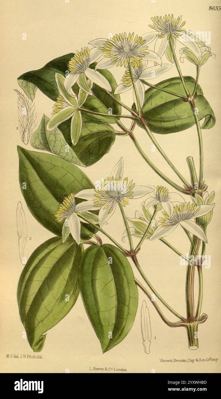 Featuring slender petals hi-res stock photography and images - Alamy