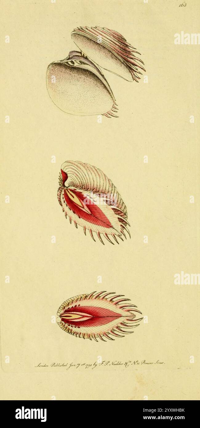 Three distinct shell types hi-res stock photography and images - Alamy