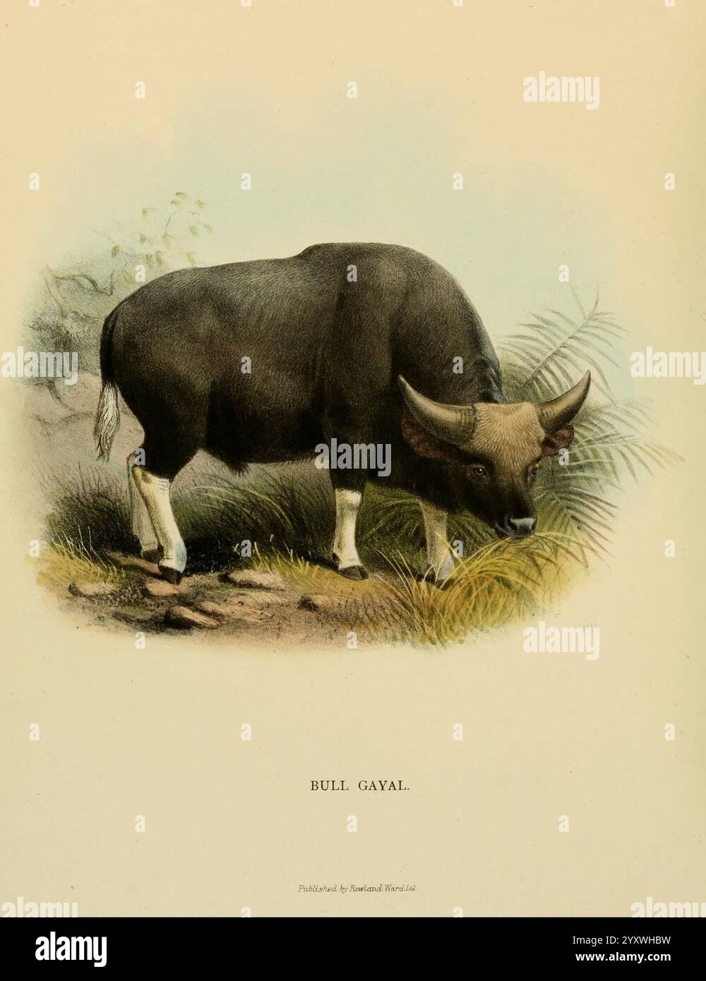 Wild oxen, Sheep, Goats of all lands, Living and extinct, London, R ...