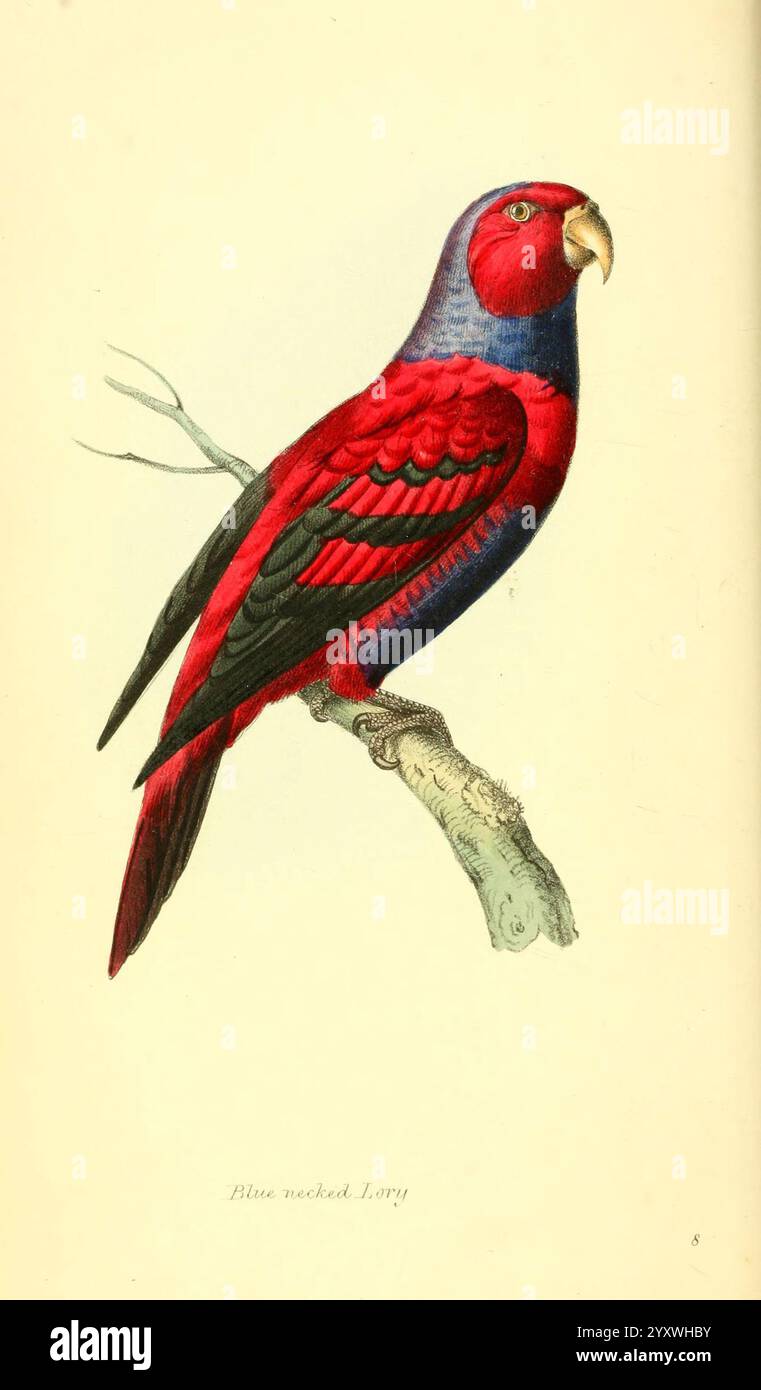 Captivating avian specimen stands hi-res stock photography and images ...