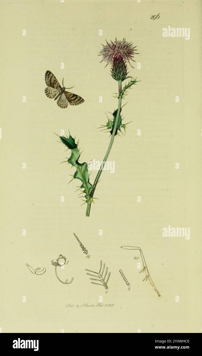 Detailed sketches highlight various parts hi-res stock photography and ...