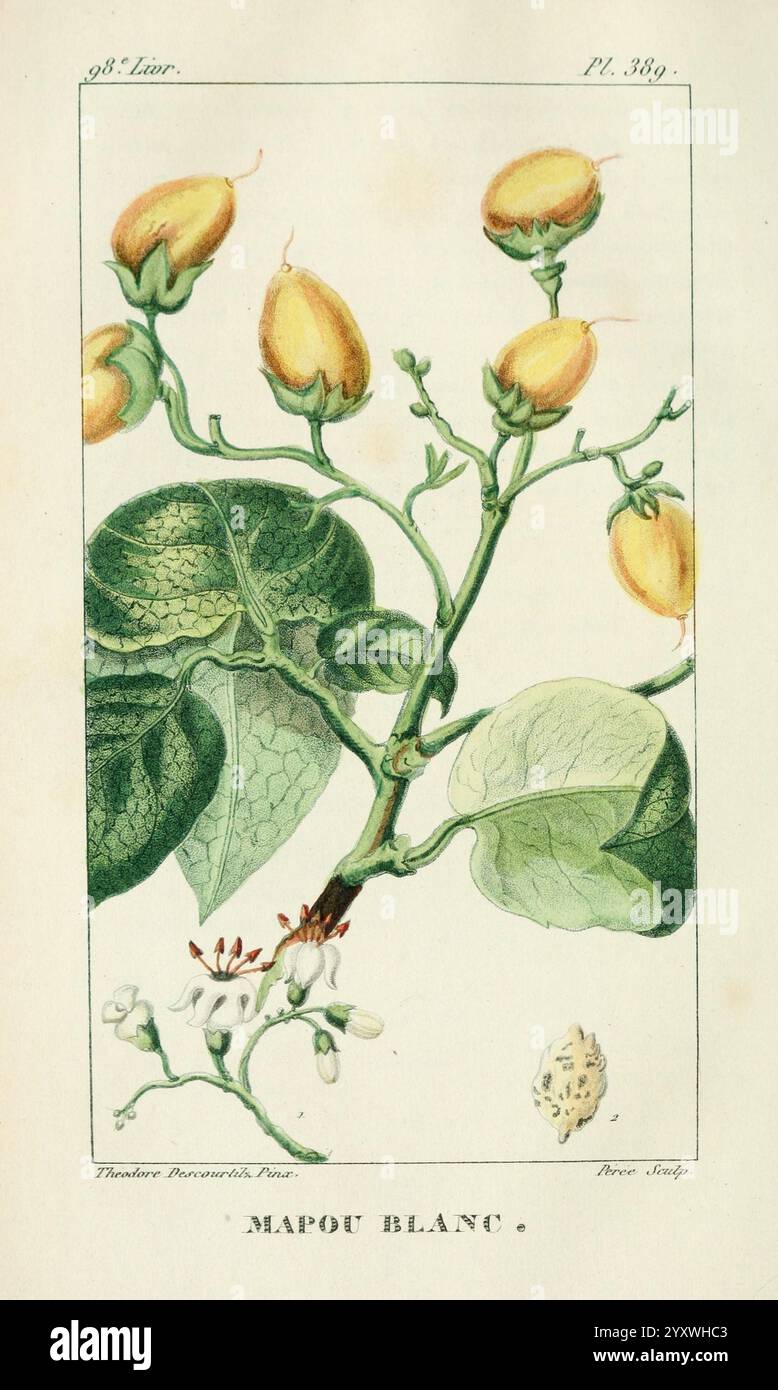 Flore pittoresque et médicale des Antilles, Paris, Pichard, 1821-1829 ...