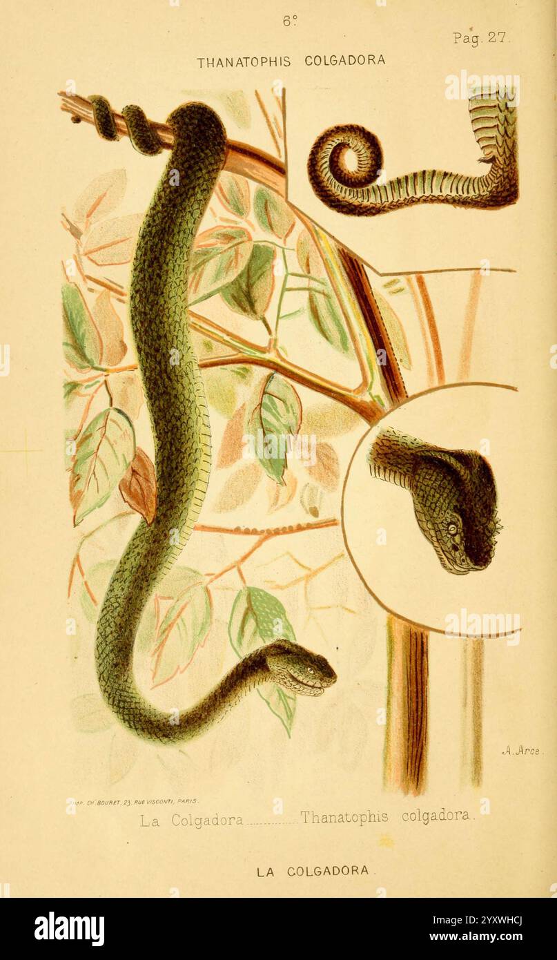 Snakes facial characteristics hi-res stock photography and images - Alamy