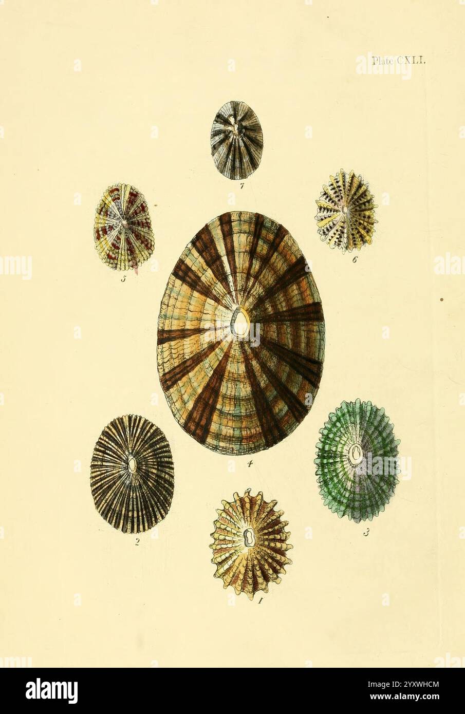 Exhibit distinct radial patterns hi-res stock photography and images ...