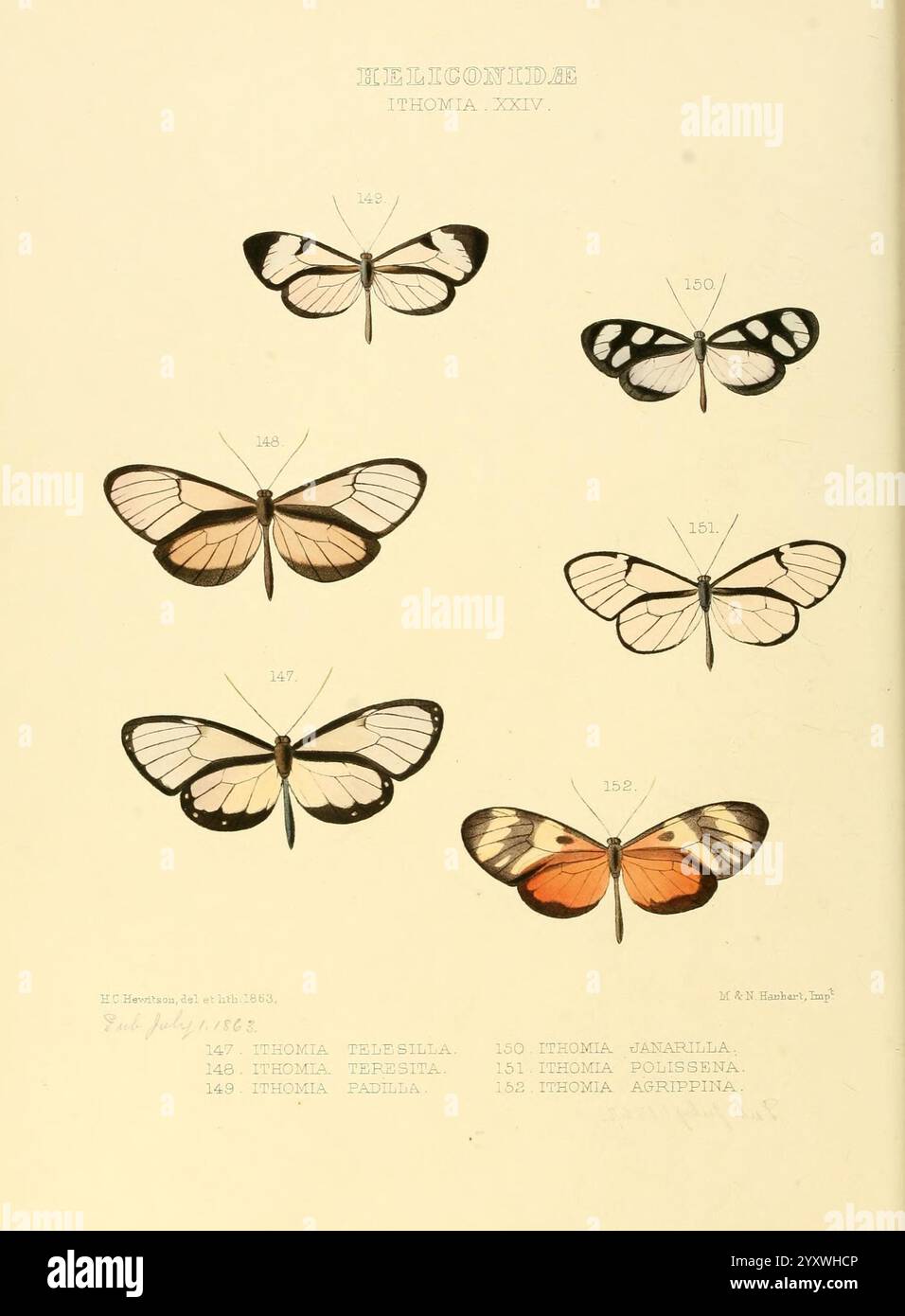Illustrations of new species of exotic butterflies, London, John Van ...