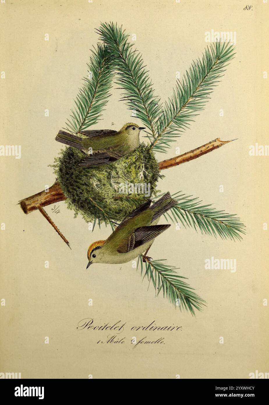 Regulus vulgaris hi-res stock photography and images - Alamy