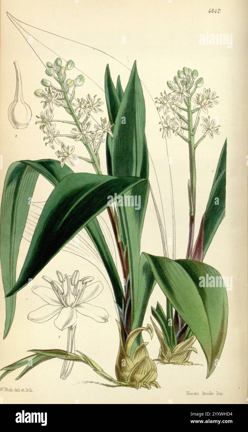 Curtis's, botanical, magazine, London, New York, botany, periodicals ...