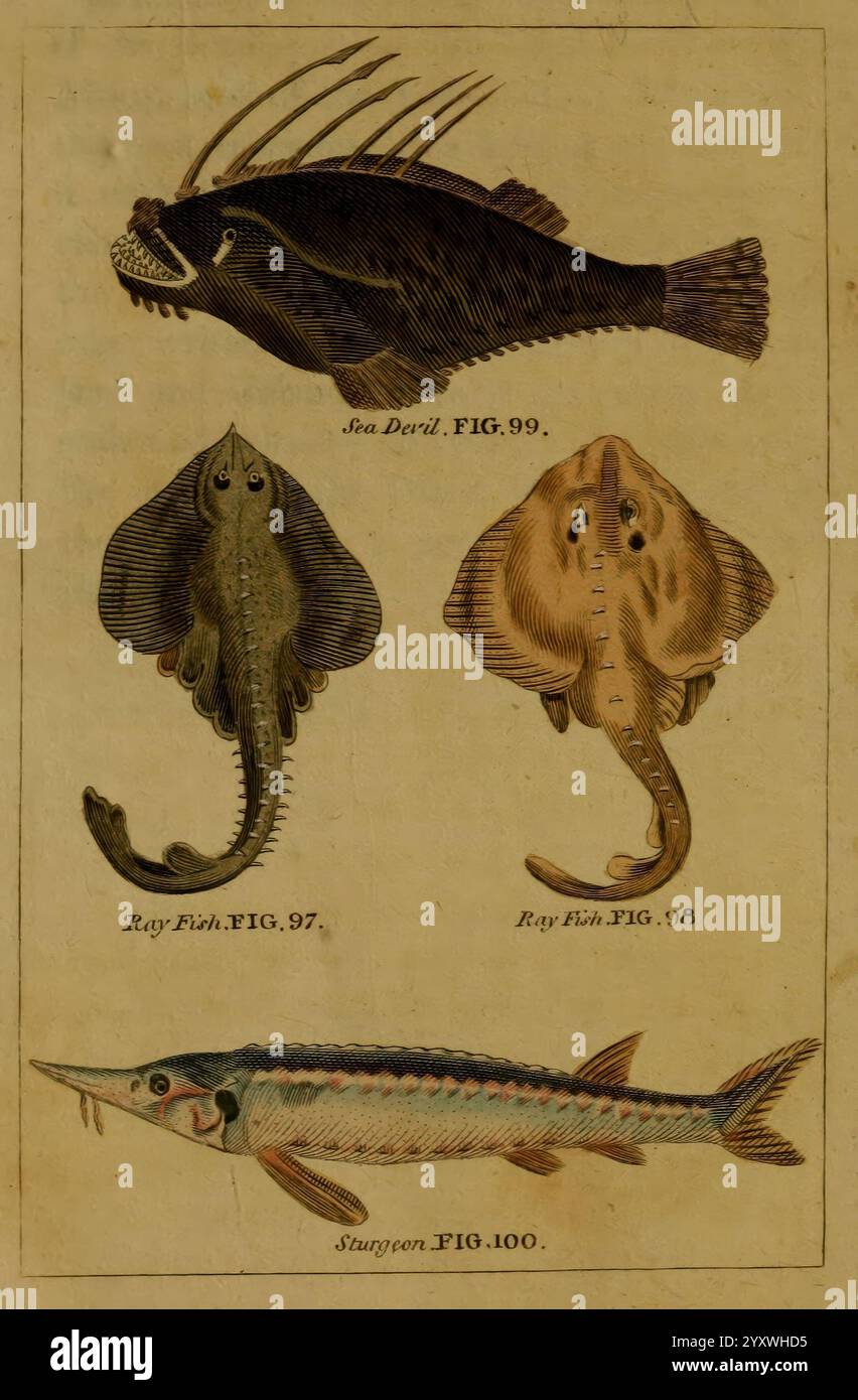 Natural history of birds, fish, insects, and reptiles. v.4. London ...
