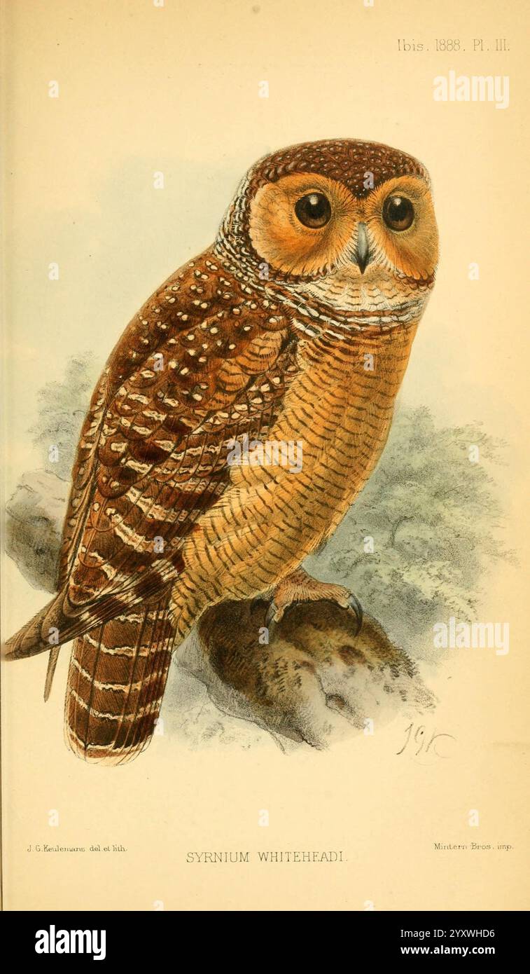 Owls distinct features hi-res stock photography and images - Alamy