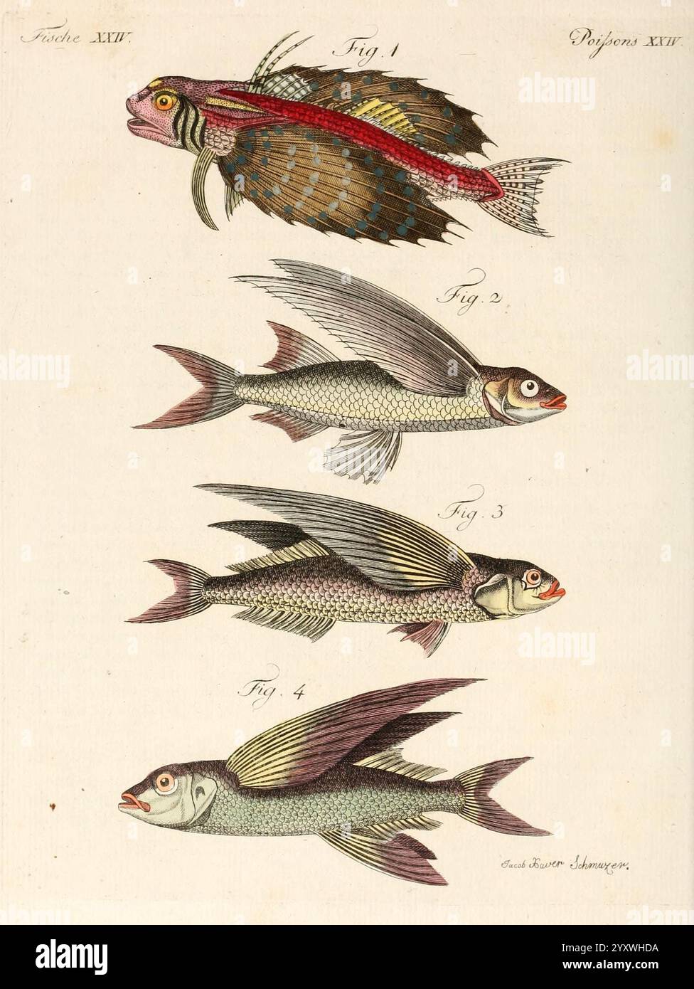 Vividly detailed fish hi-res stock photography and images - Alamy