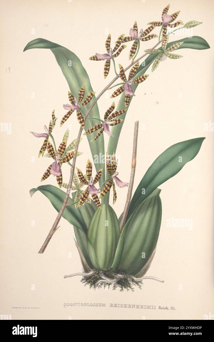 Plant displays thick hi-res stock photography and images - Alamy