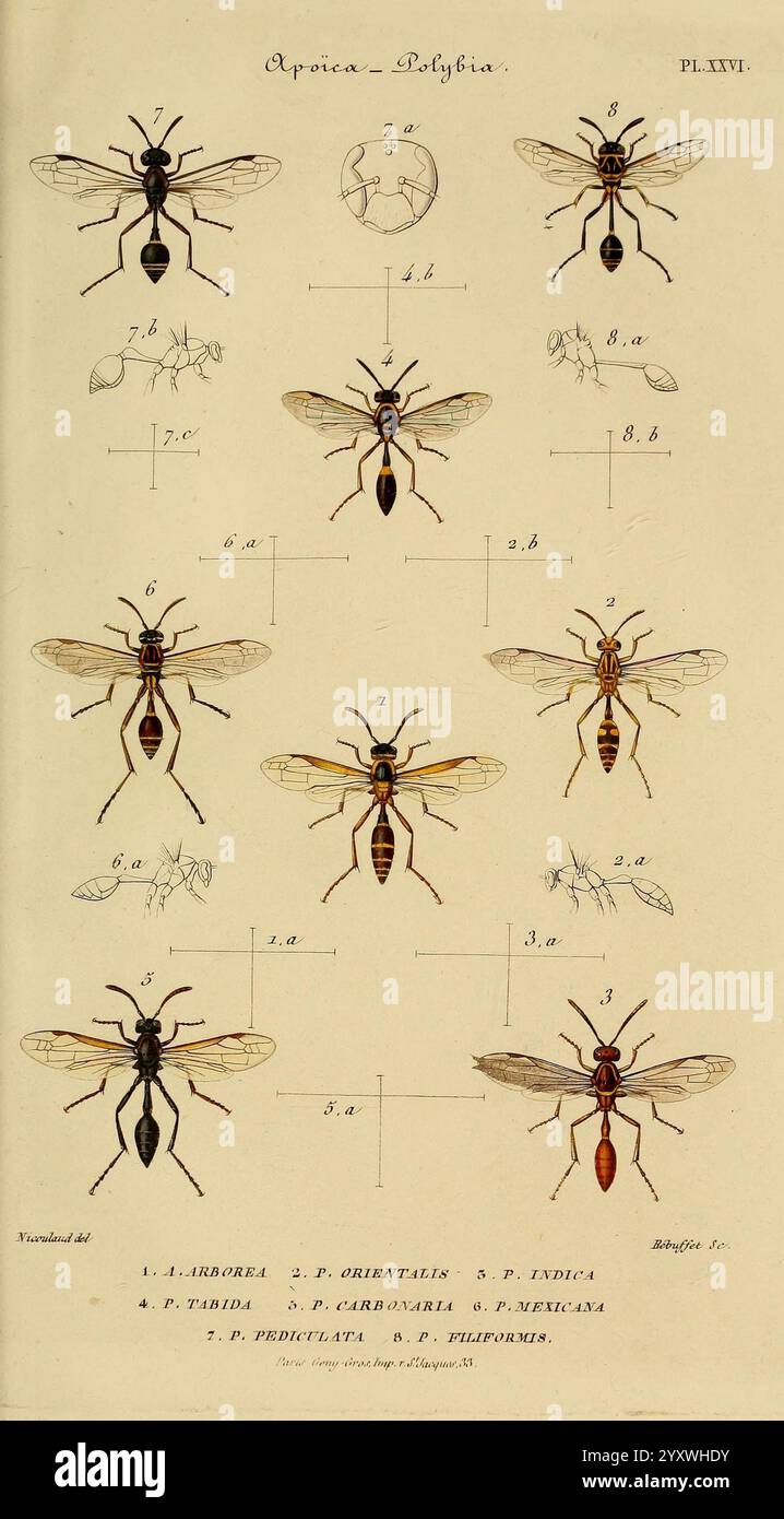Études sur la famille des Vespidae Paris V. Masson 1852-1858 Eumenes ...