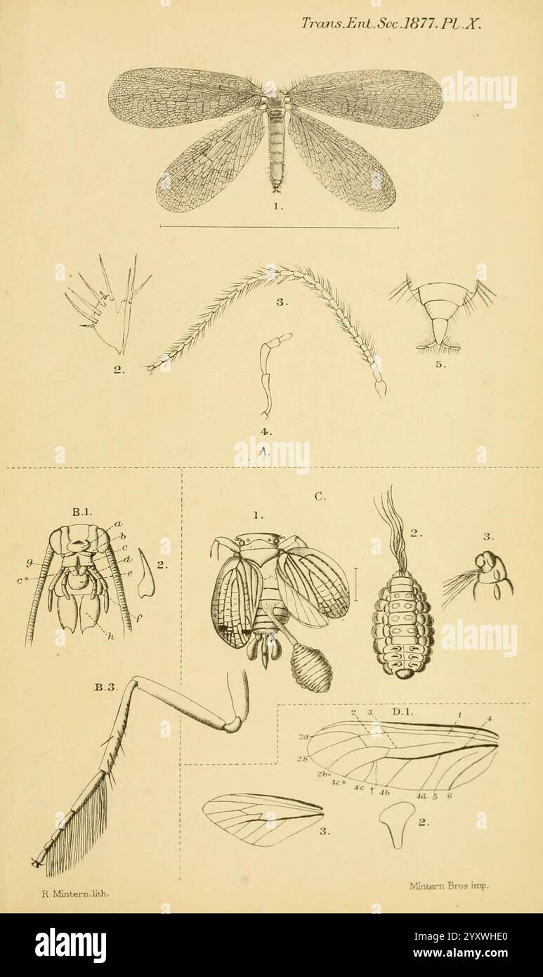 Within insect anatomy hi-res stock photography and images - Alamy