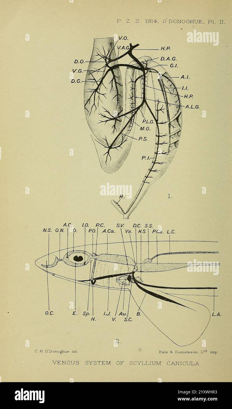 Perch Heart Diagram Labeled
