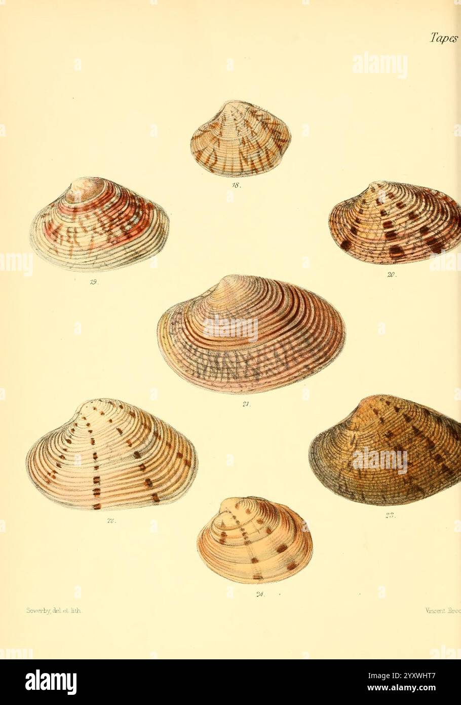 Conchologia Iconica, or Illustrations of the Shells of Molluscous ...