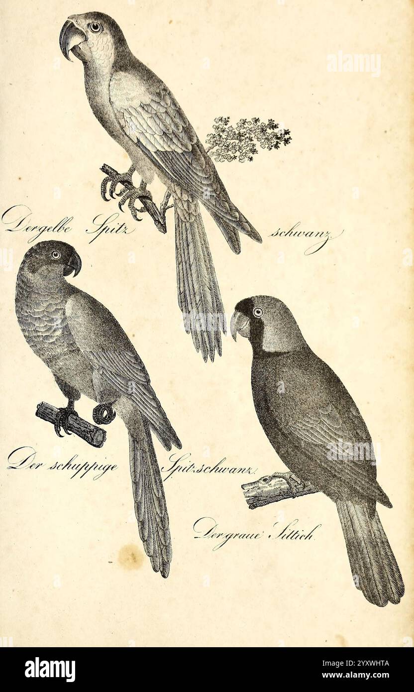 Artwork features three distinct species hi-res stock photography and ...