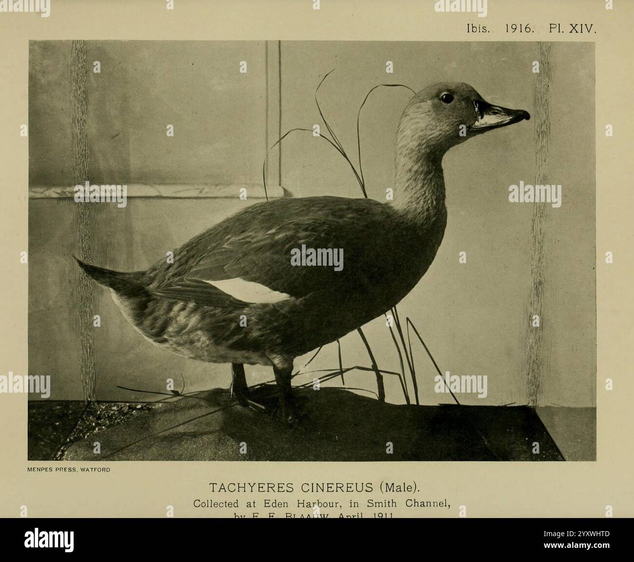 Birds anatomical details hi-res stock photography and images - Alamy