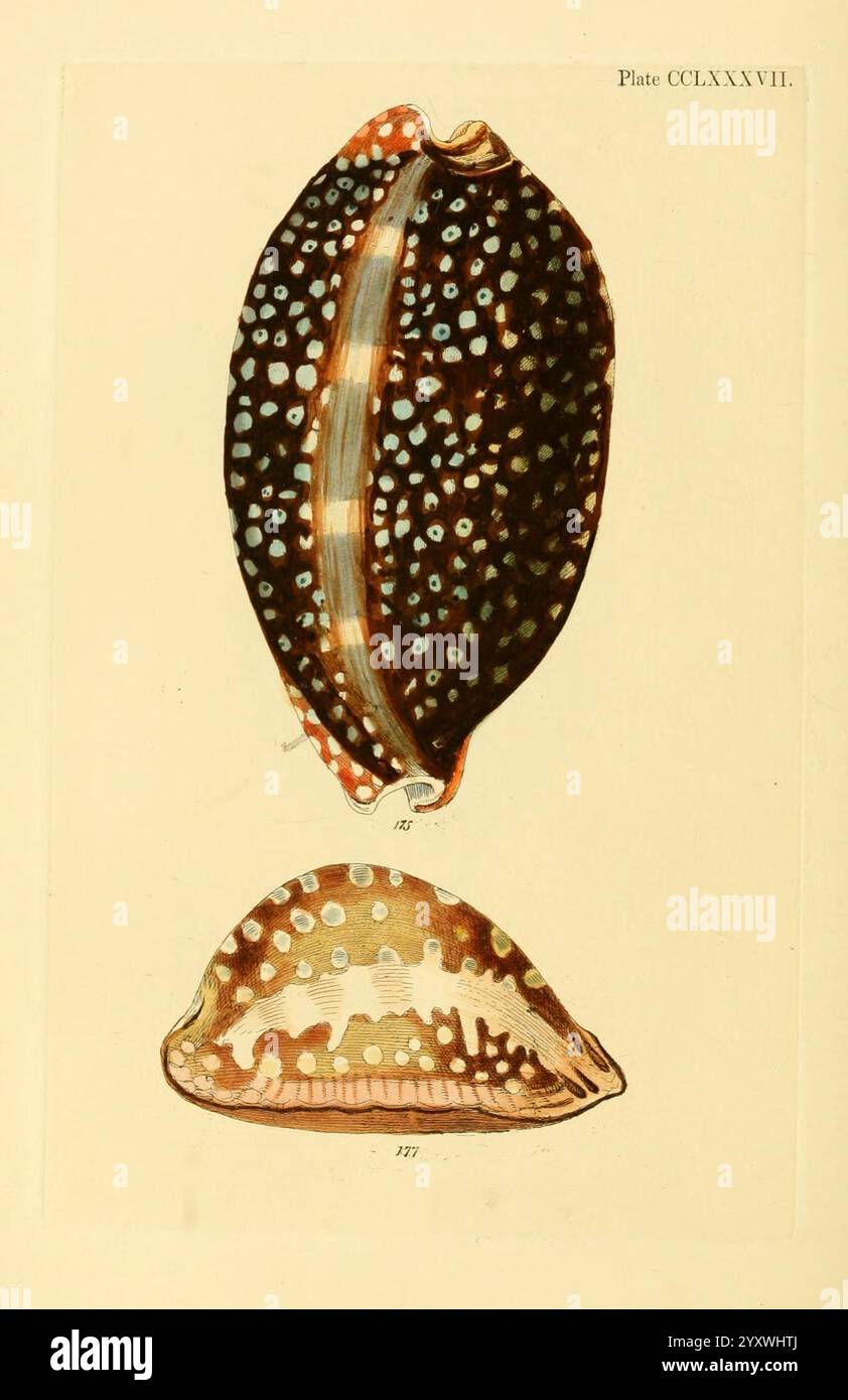 Illustration showcases two distinct shells hi-res stock photography and ...