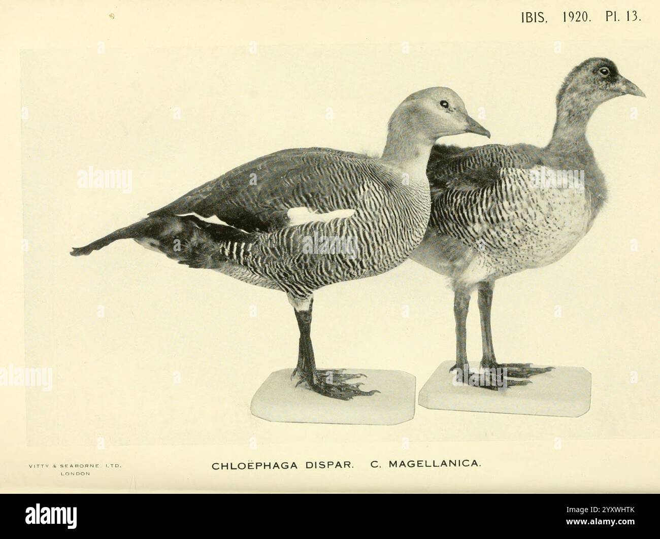 Slightly different plumage patterns hi-res stock photography and images ...