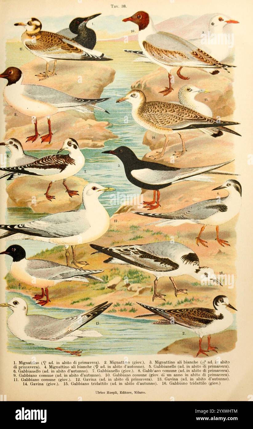 Atlante ornitologico, 1902, birds, Europe, A collection of various bird ...