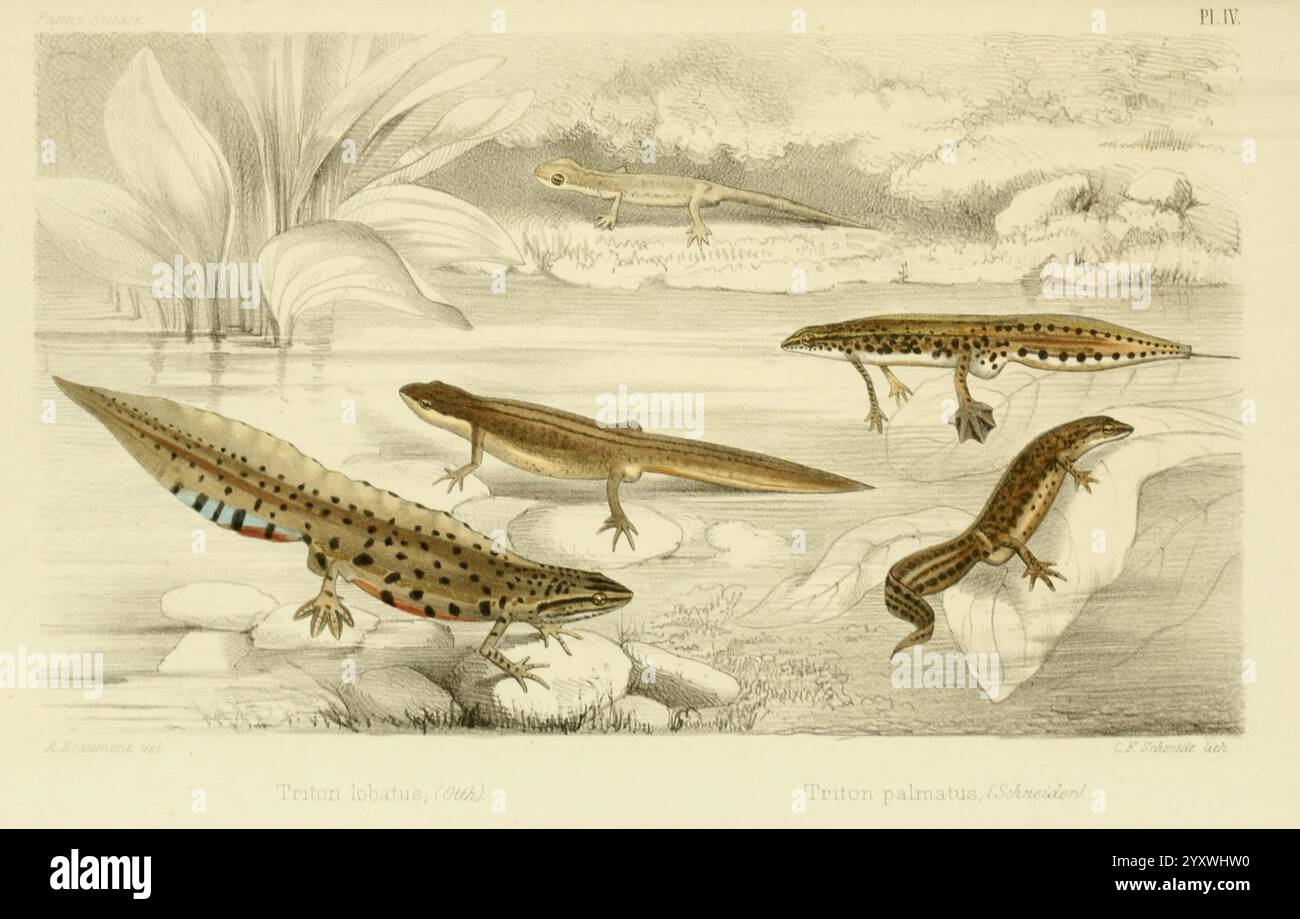 Various salamander species hi-res stock photography and images - Alamy