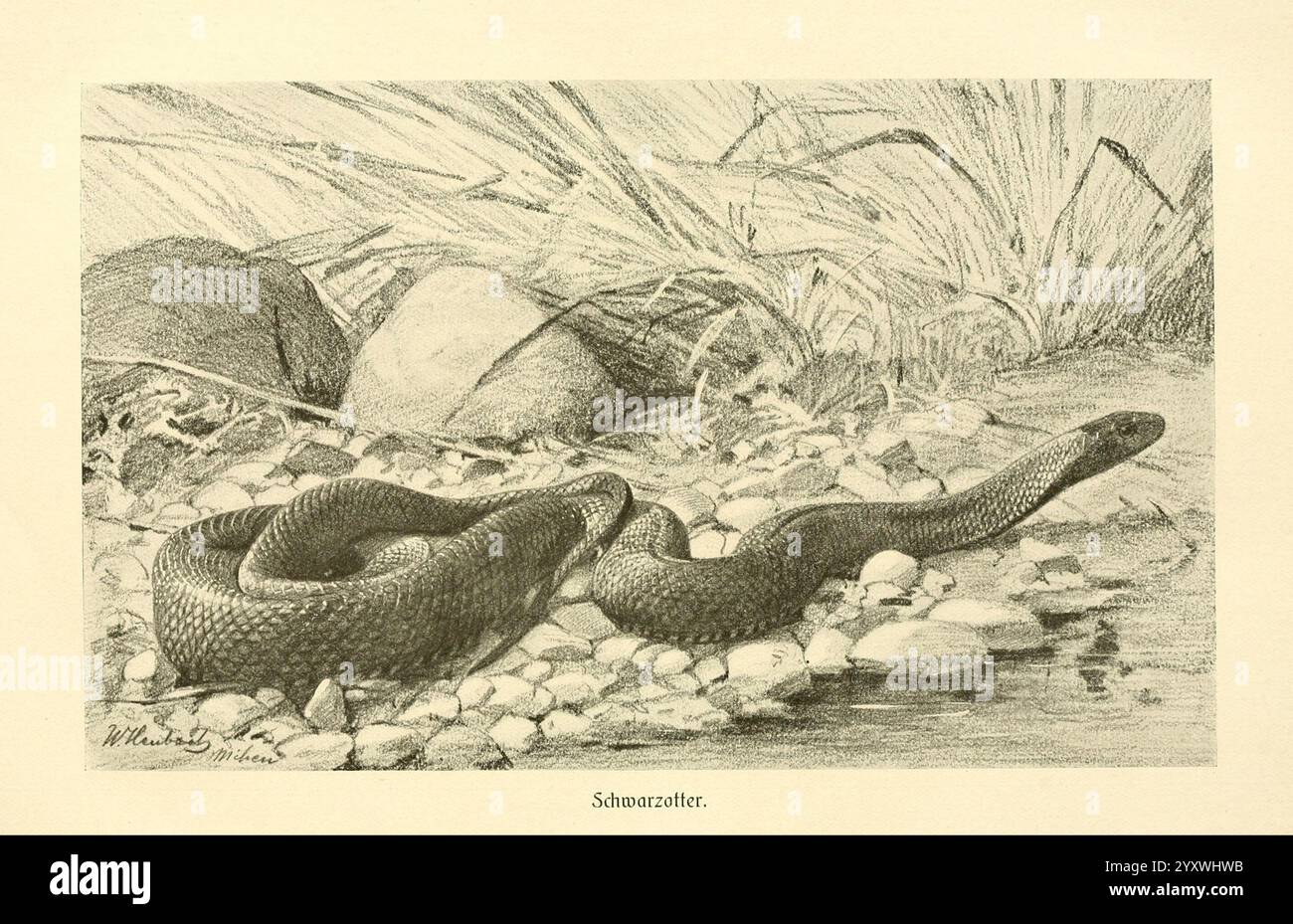 Snake features detailed scales hi-res stock photography and images - Alamy