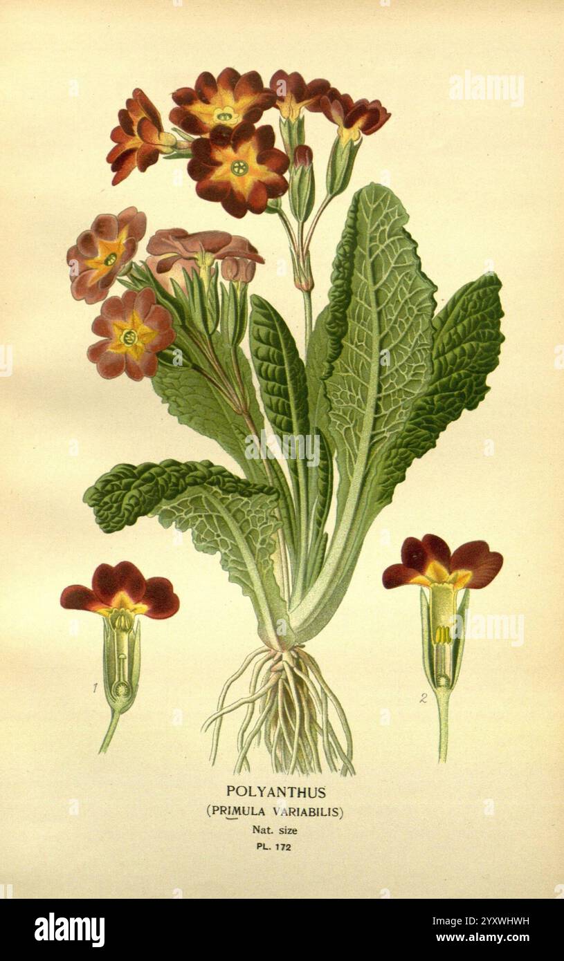 Favourite, flowers, of, garden, and, greenhouse, London, and, New York ...