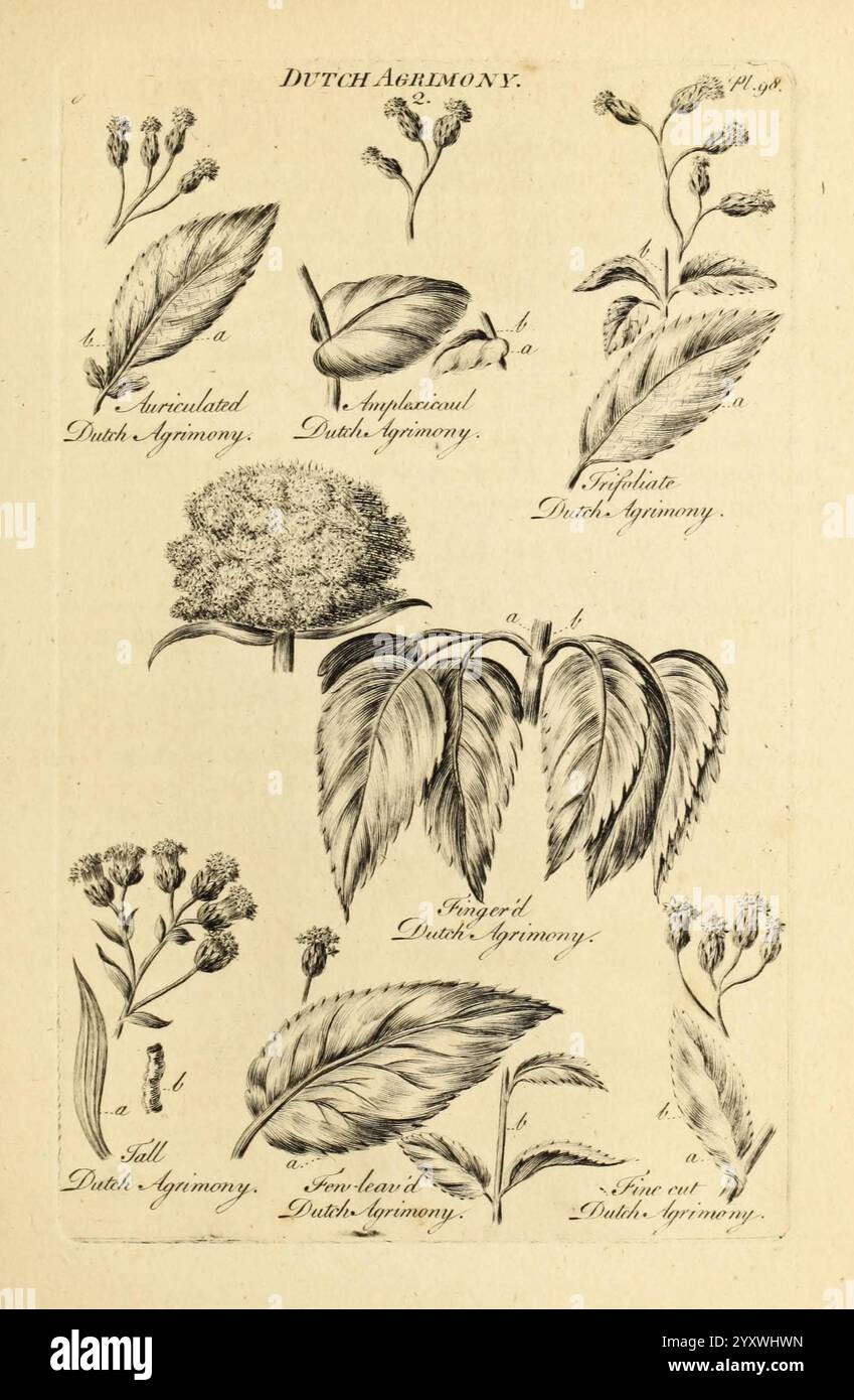 Plants key characteristics hi-res stock photography and images - Alamy