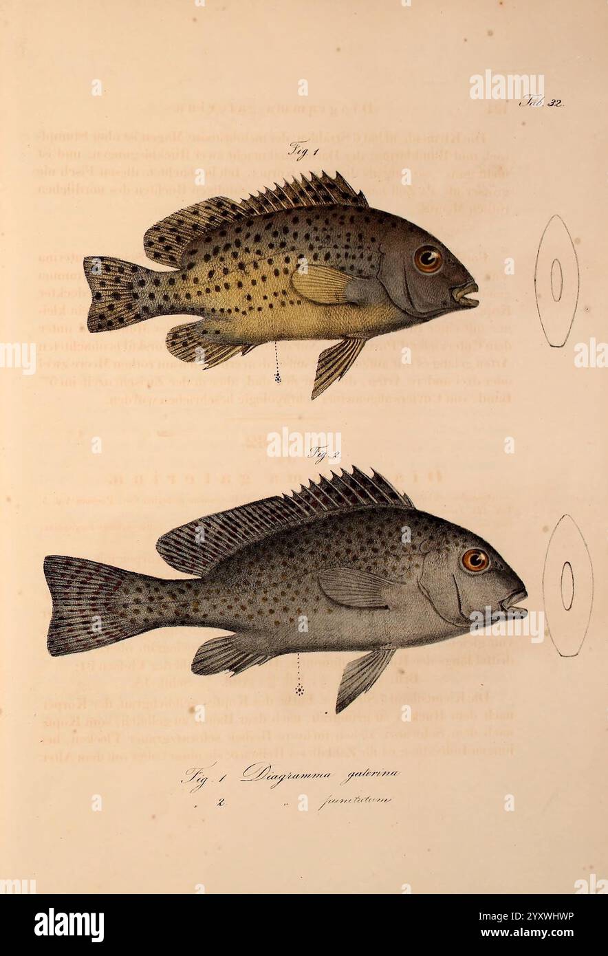 Chromis oval 1 hi-res stock photography and images - Alamy