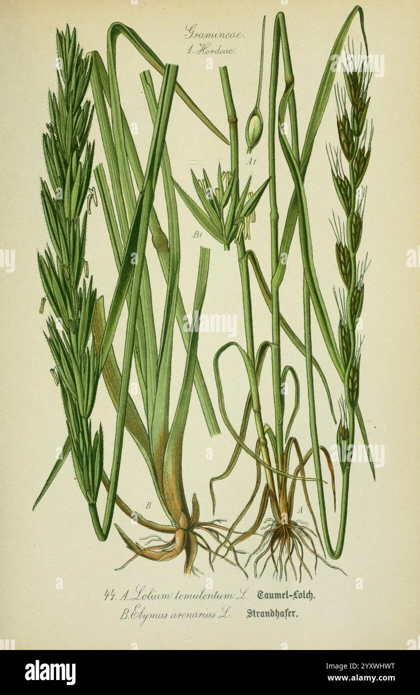 Grass blades showcase hi-res stock photography and images - Alamy