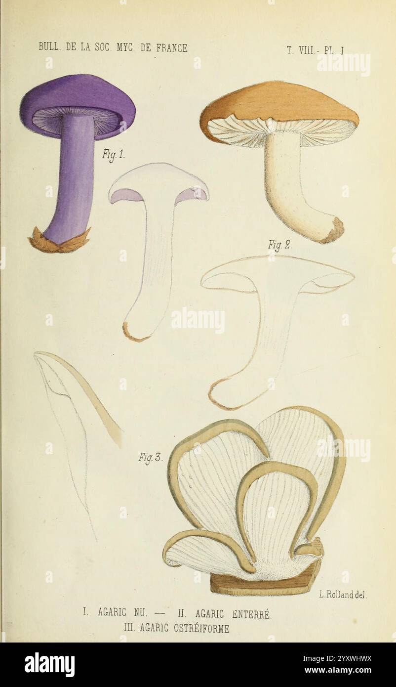 Identifying different mushroom types hi-res stock photography and images - Alamy