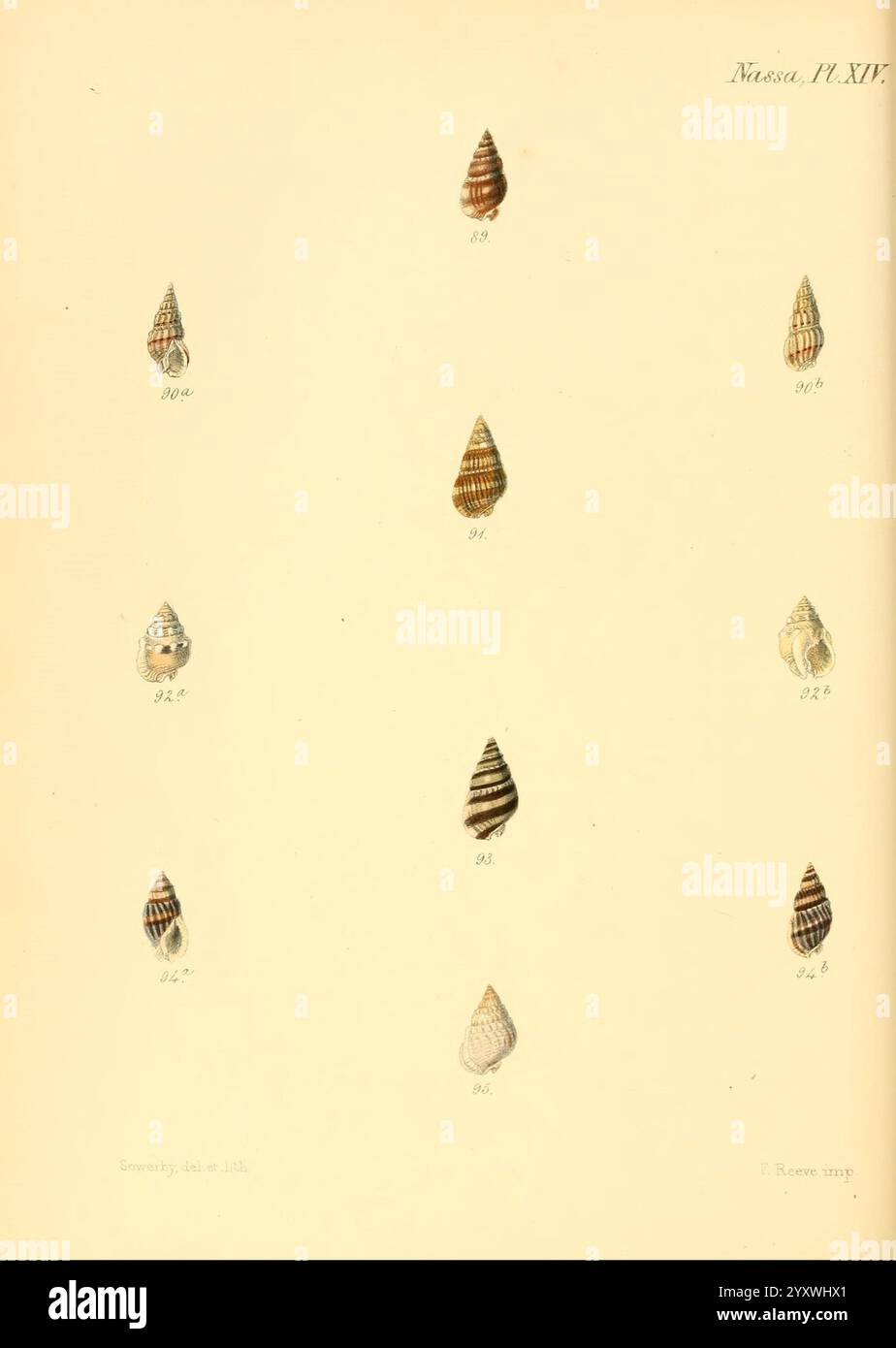 Two beautifully illustrated seashells hi-res stock photography and ...