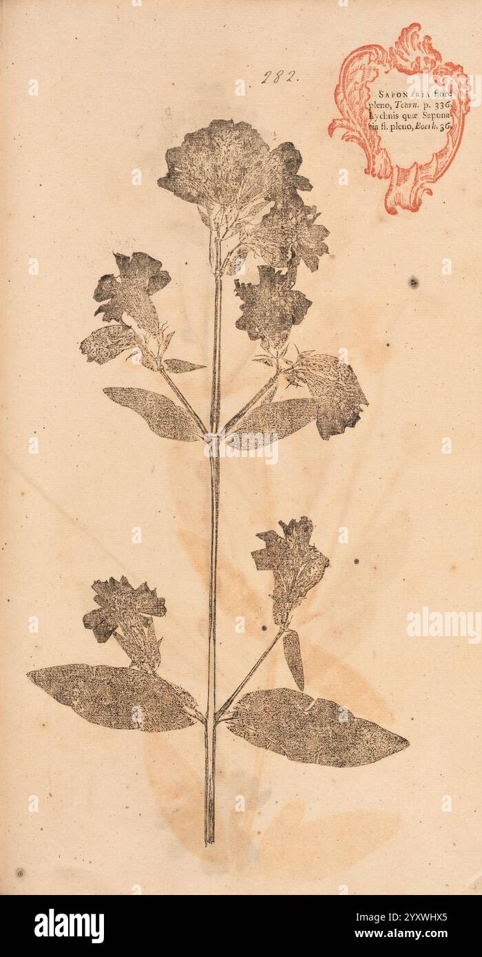 Flora Berolinensis, Berlin, Die Schule, 1757-1758. Taxonomy: Trinomial ...