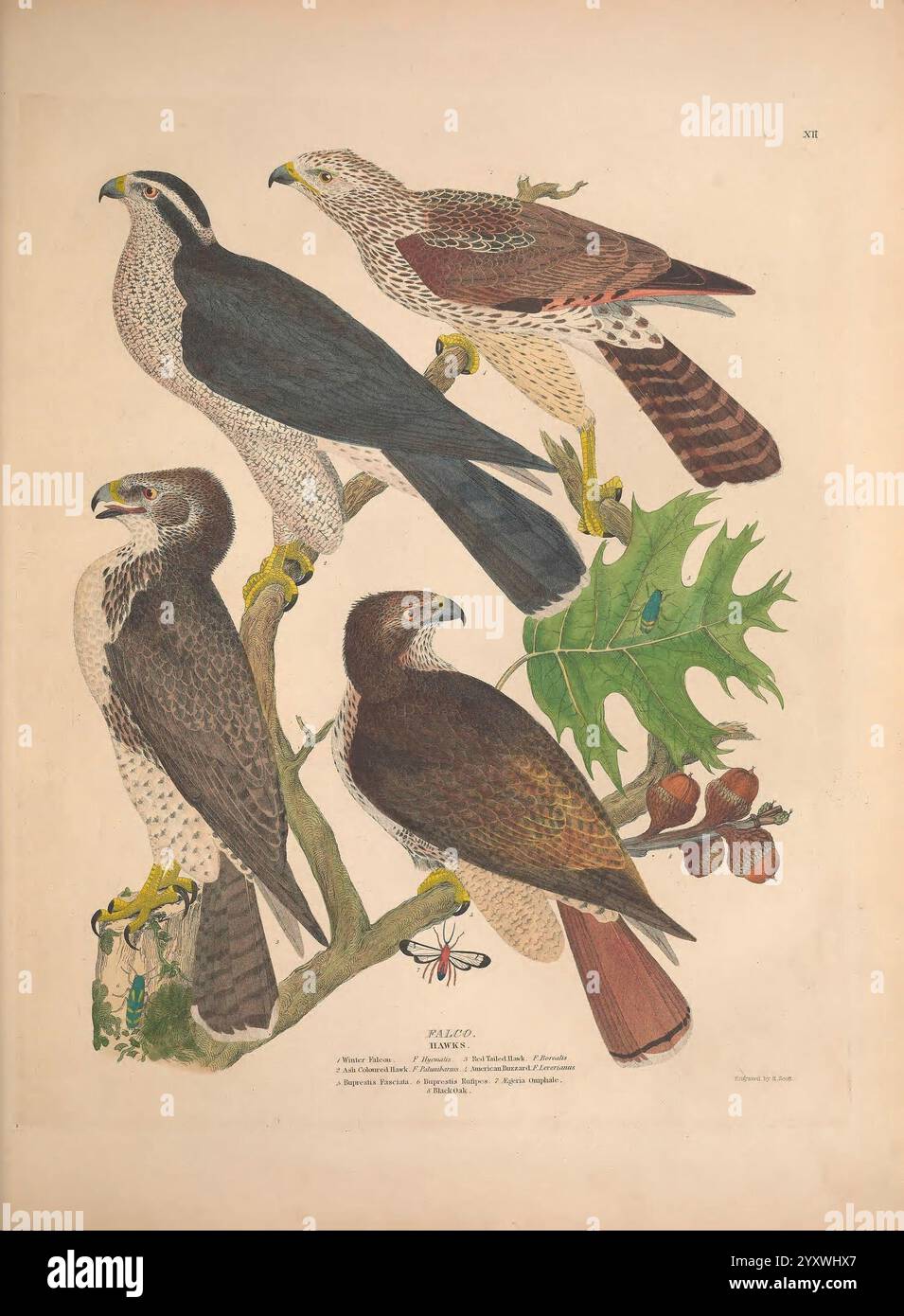 Lower right displays hi-res stock photography and images - Alamy